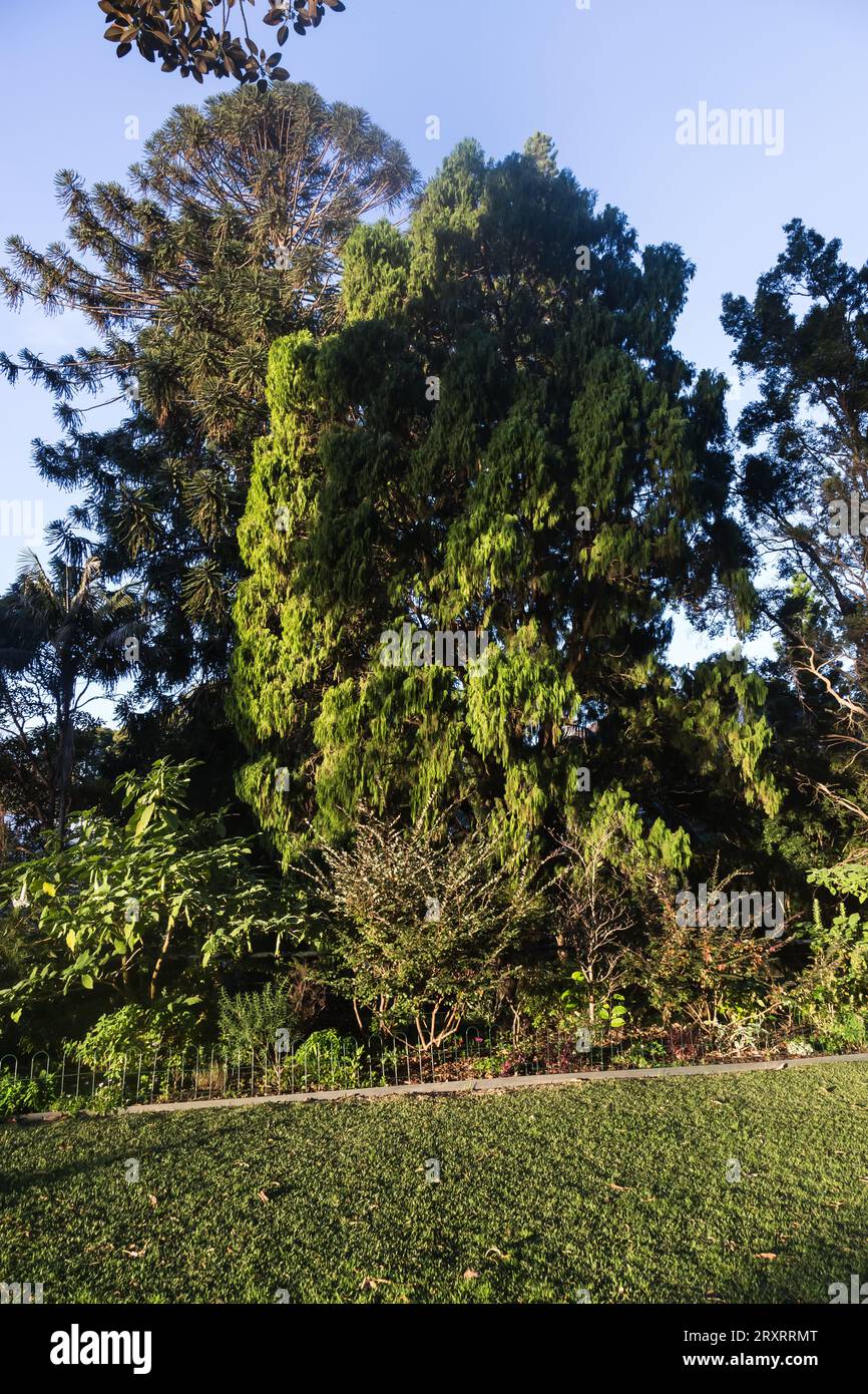Blackburn Gardens, Double Bay, Sydney, Australia Stock Photo - Alamy