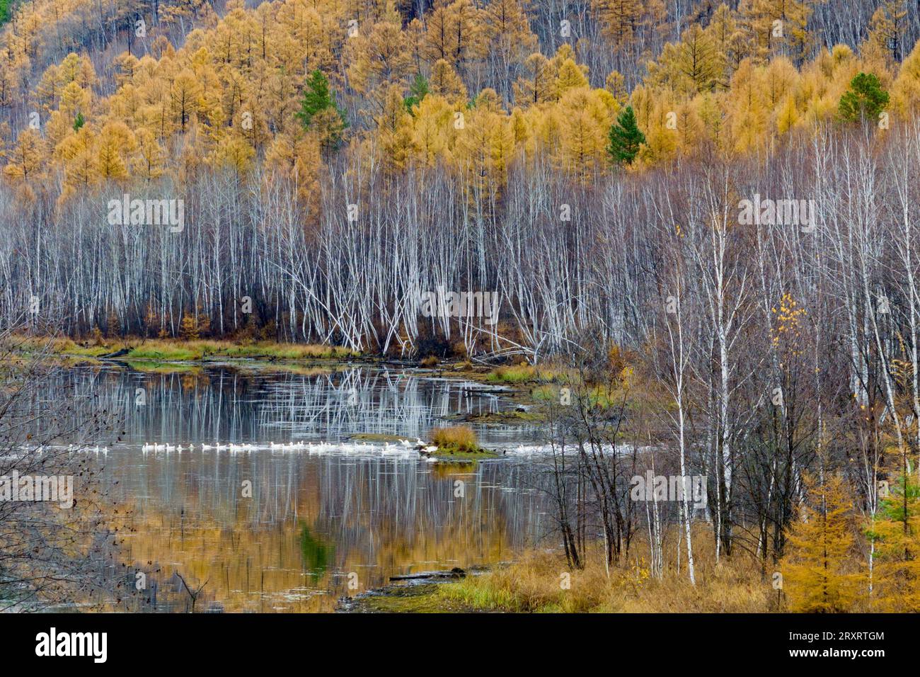 GREAT KHINGAN, CHINA - SEPTEMBER 26, 2023 - Autumn scenery of mountains ...