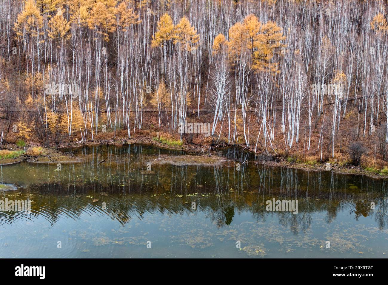 GREAT KHINGAN, CHINA - SEPTEMBER 26, 2023 - Autumn scenery of mountains ...