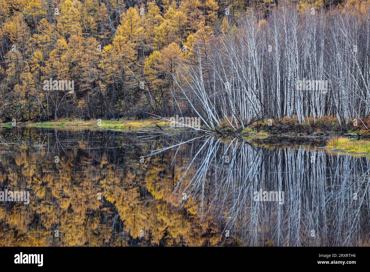 GREAT KHINGAN, CHINA - SEPTEMBER 26, 2023 - Autumn scenery of mountains ...