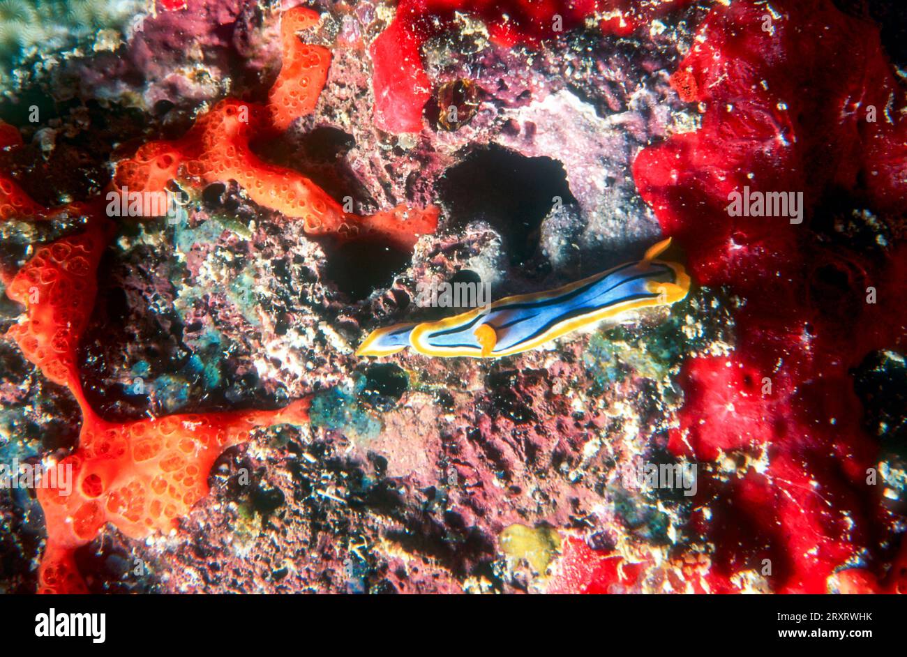 Nudibranch (Chromodoris elisabethina) from Ribbon Reef #3, Great ...