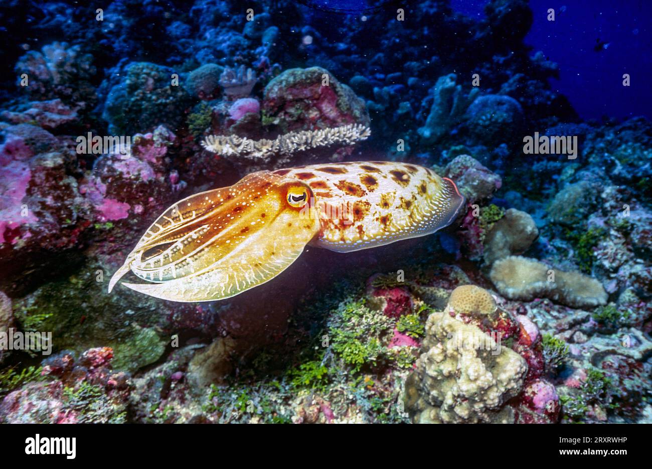 Cuttlefish (Sepia sp.) at Watanabe Bommie (Flinders Reef, Coral Sea ...