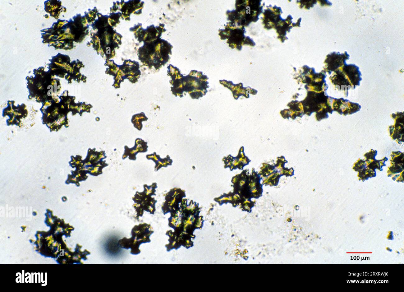 Spicules from the stem of the soft coral Capnella imbricata Stock Photo ...