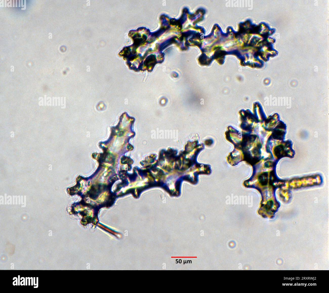 Spicules from the stem of the mushroom soft coral Sarcophyton sp Stock ...
