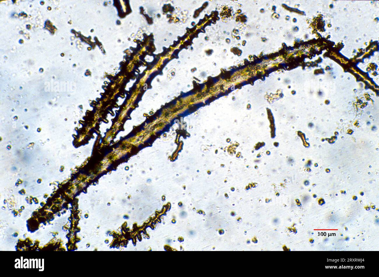 Spicules from the polyps of a soft coral from the genus Nephthea Stock ...