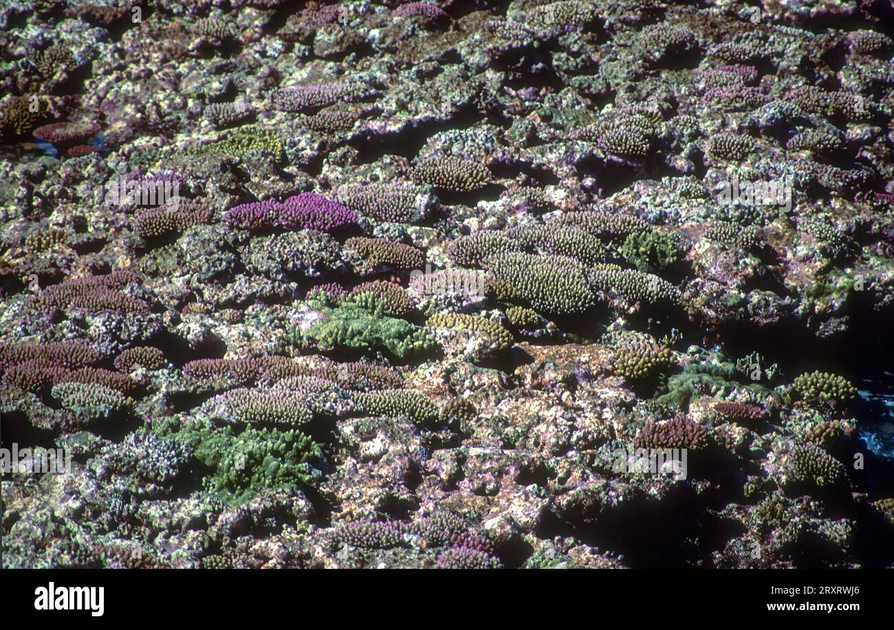 Coral exposed during low tide hi-res stock photography and images - Alamy