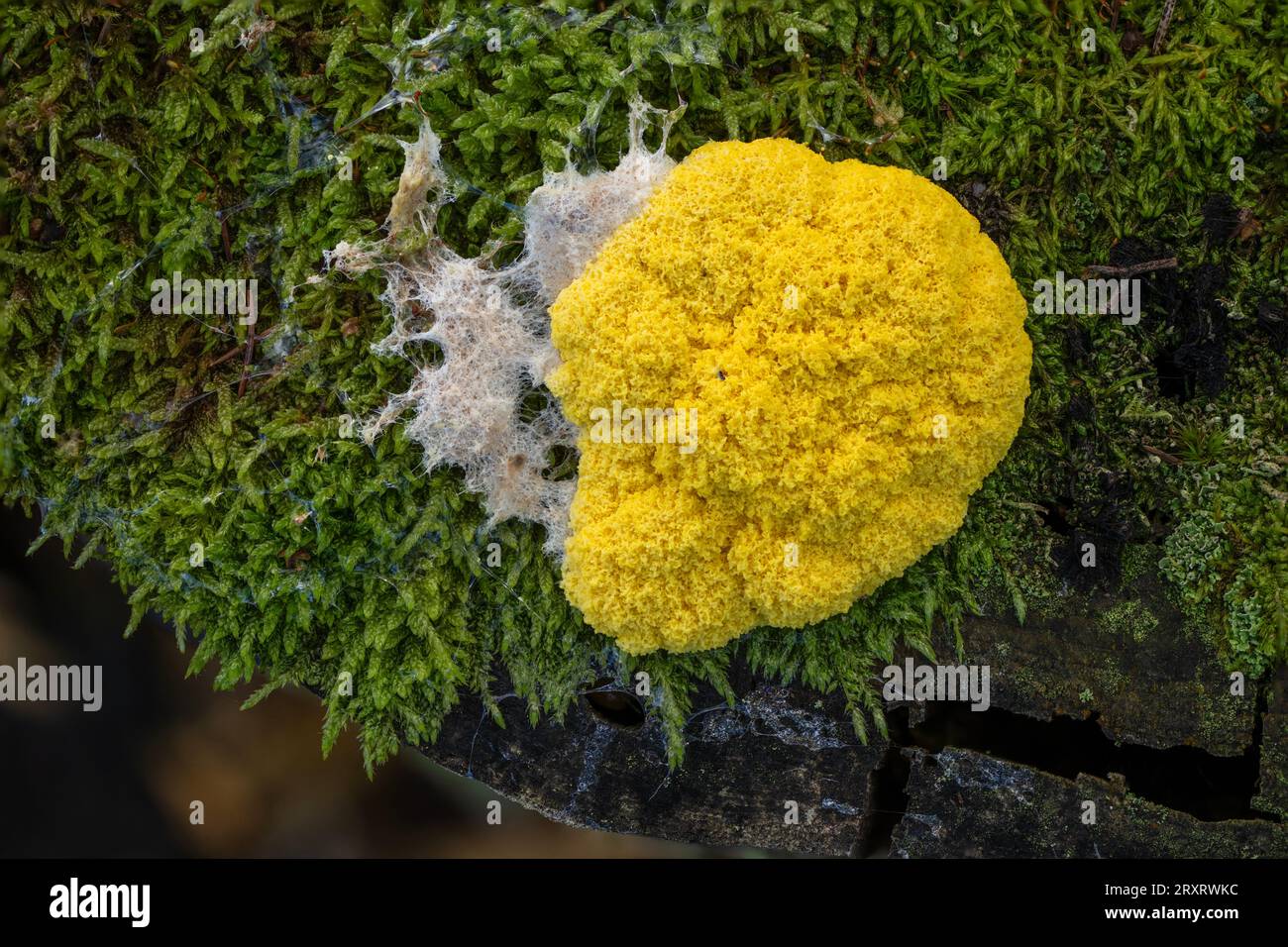 Trollsmor hi-res stock photography and images - Alamy