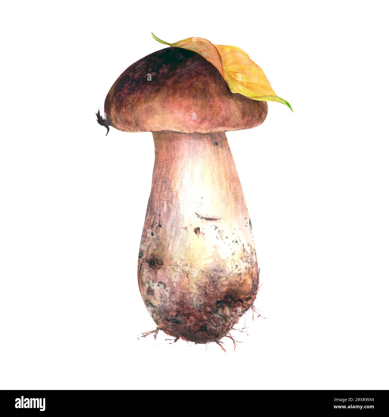 Watercolor illustration of boletus mushroom and autumn leaf hand ...