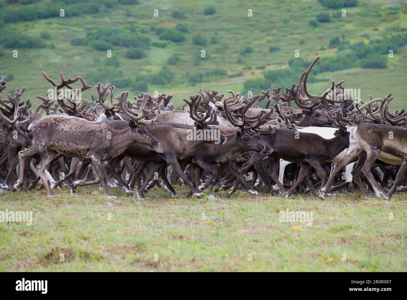 Tundra reindeers hi-res stock photography and images - Alamy