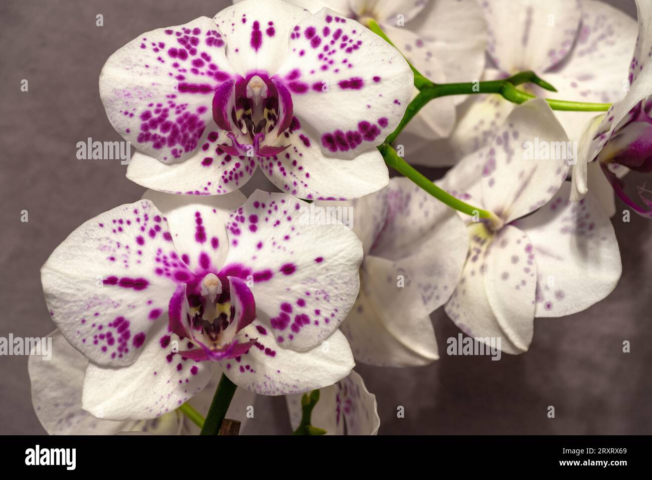Flowers excellent hi-res stock photography and images - Alamy
