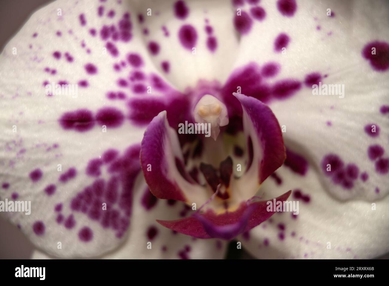 Macro photography of orchid flower hi-res stock photography and images ...