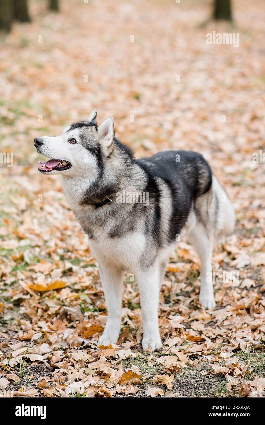 Vertical portrait of a Husky in the autumn forest. The dog is standing ...