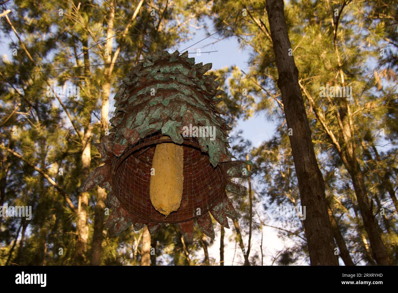 Australian bee habitat hi-res stock photography and images - Alamy