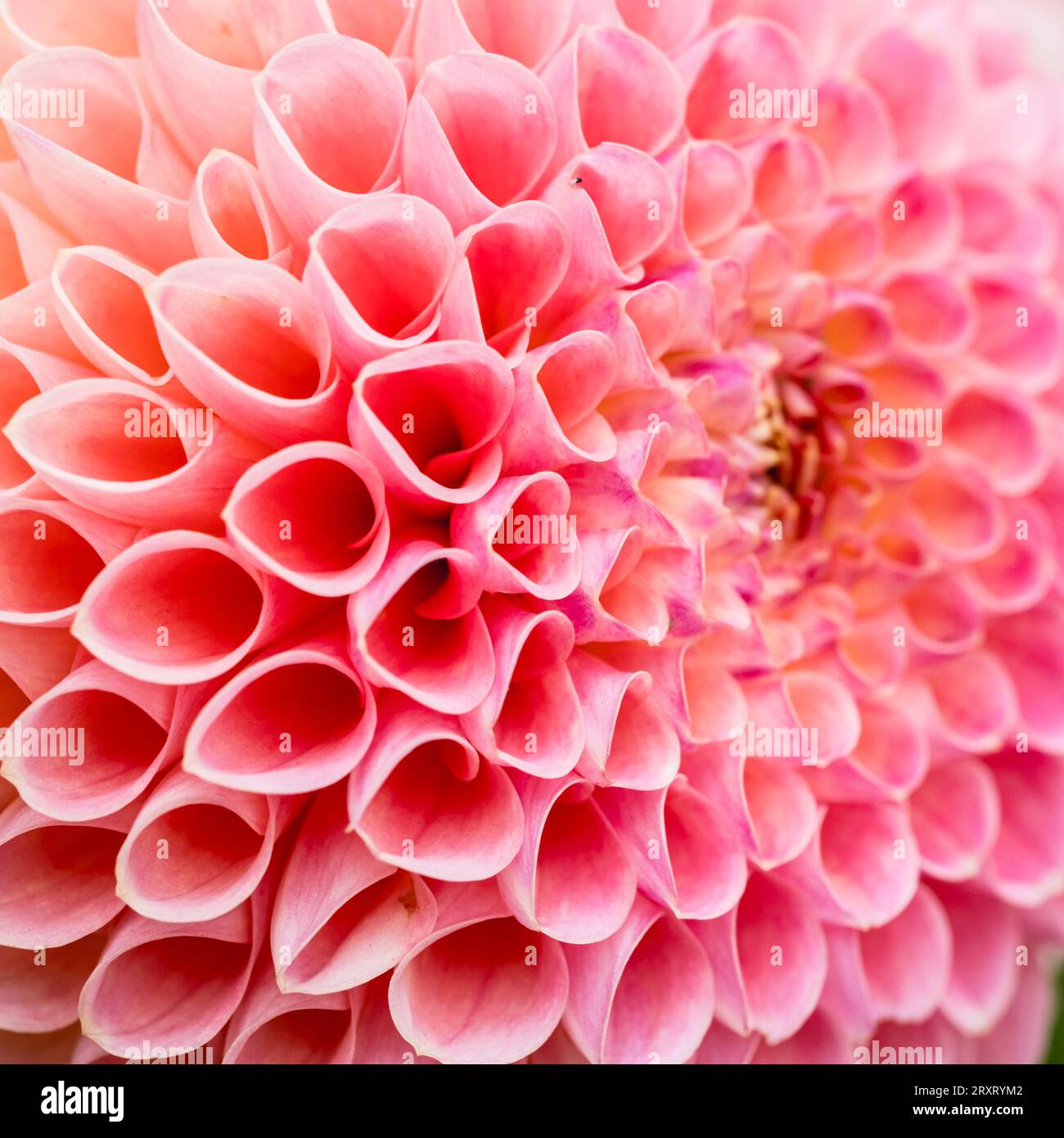 The heart of a pink Dahlia in full bloom at 'Dahlia Beach' at Millets ...