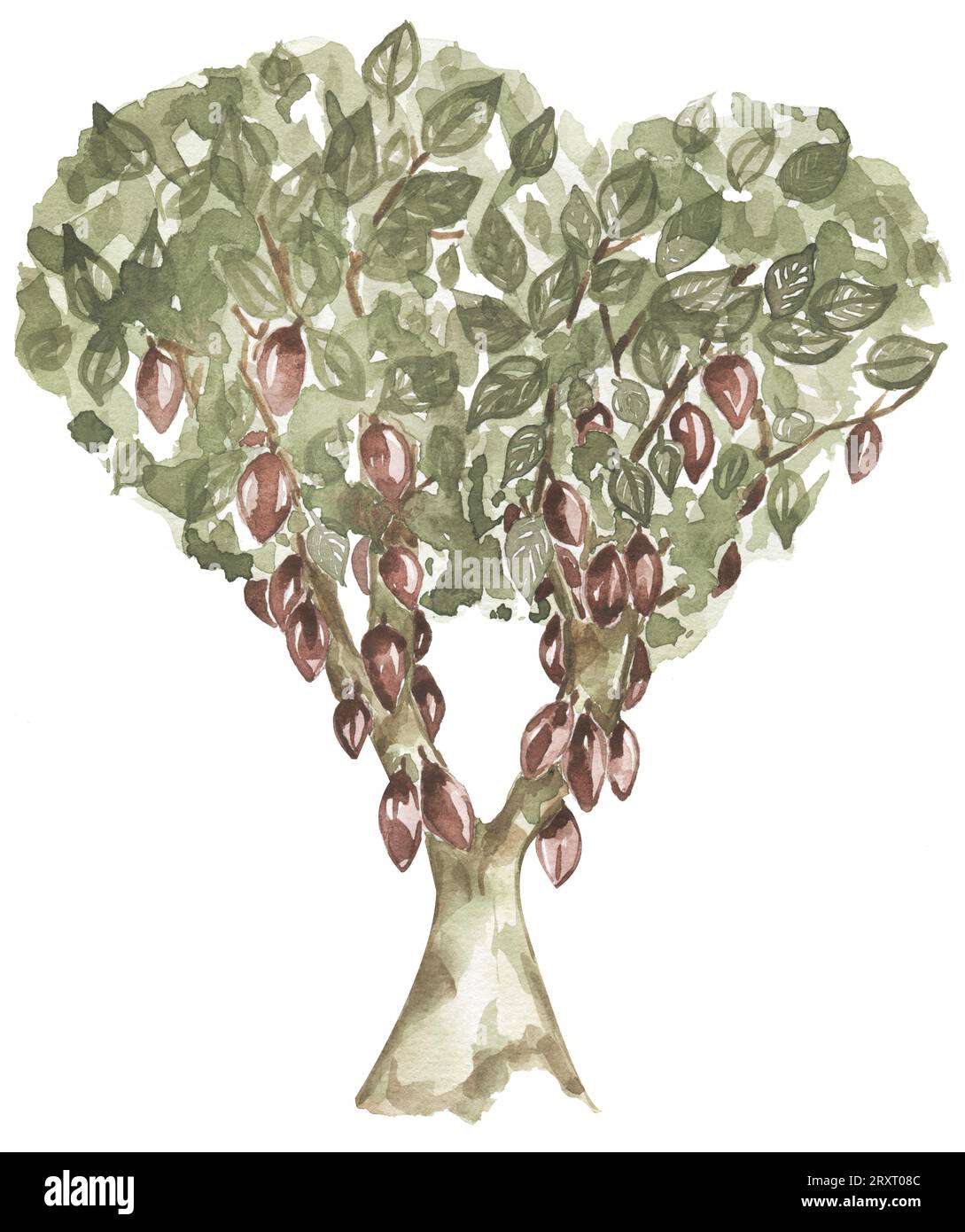 Watercolor Cacao tree illustration, cocoa clipart, floral clip art ...