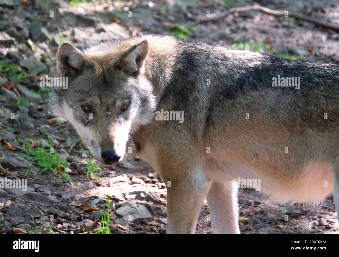 Wolf Europaeischer Grauwolf in Aktion Wolf Grauwolf *** Wolf European ...