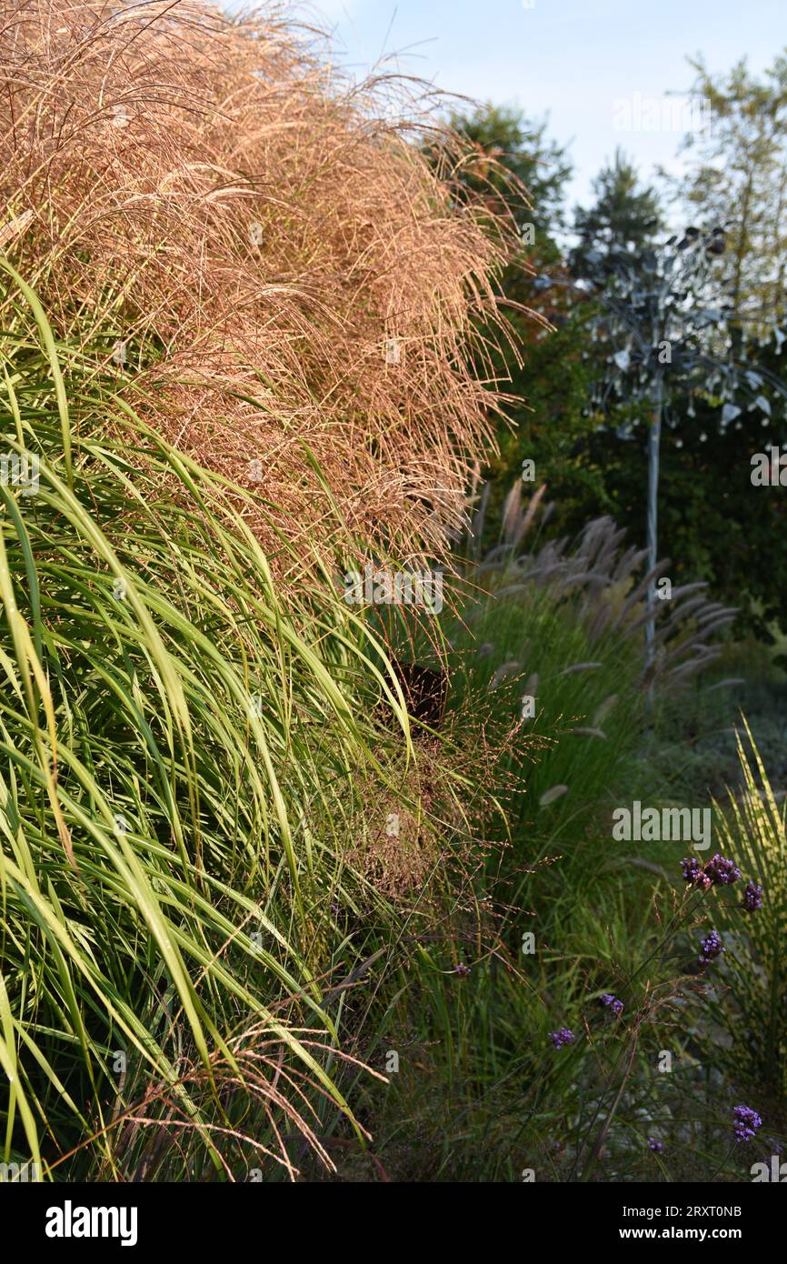 A private garden in September, full of blooming flowers, grasses ...