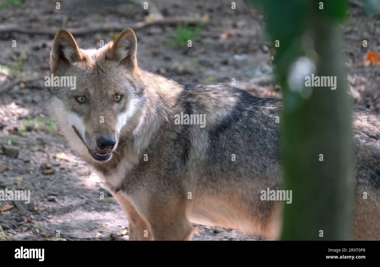 Wolf Europaeischer Grauwolf in Aktion Wolf Grauwolf *** Wolf European ...