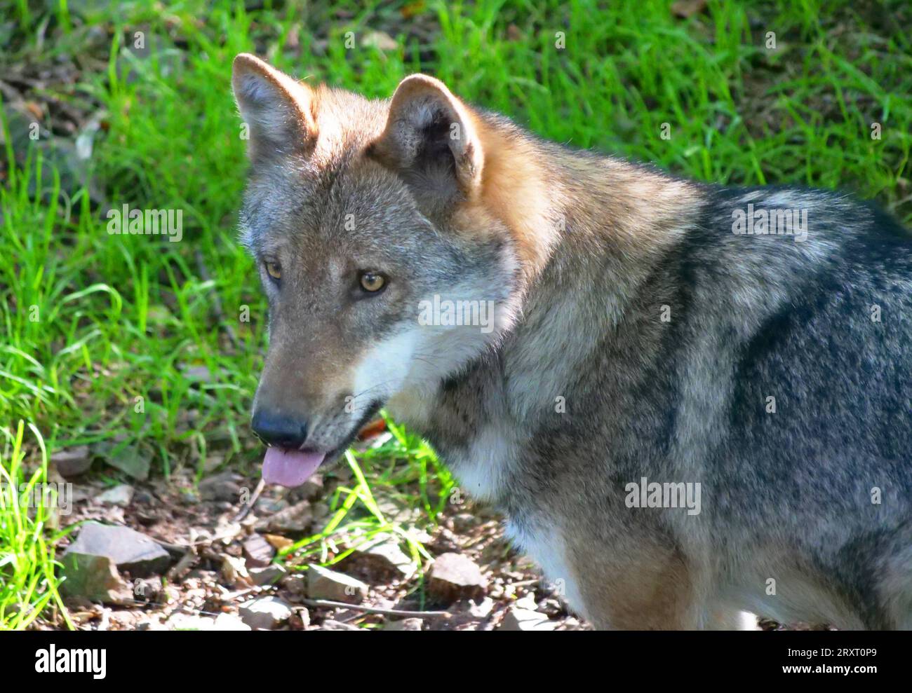 Wolf Europaeischer Grauwolf in Aktion Wolf Grauwolf *** Wolf European ...