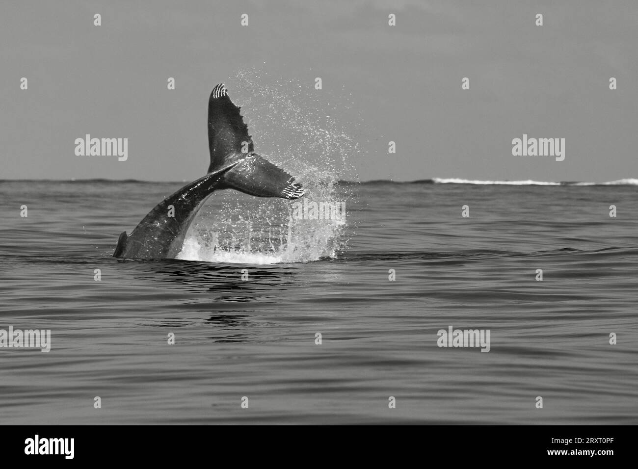 Whale tail slapping the ocean surface in Mayotte. A moment of power and ...