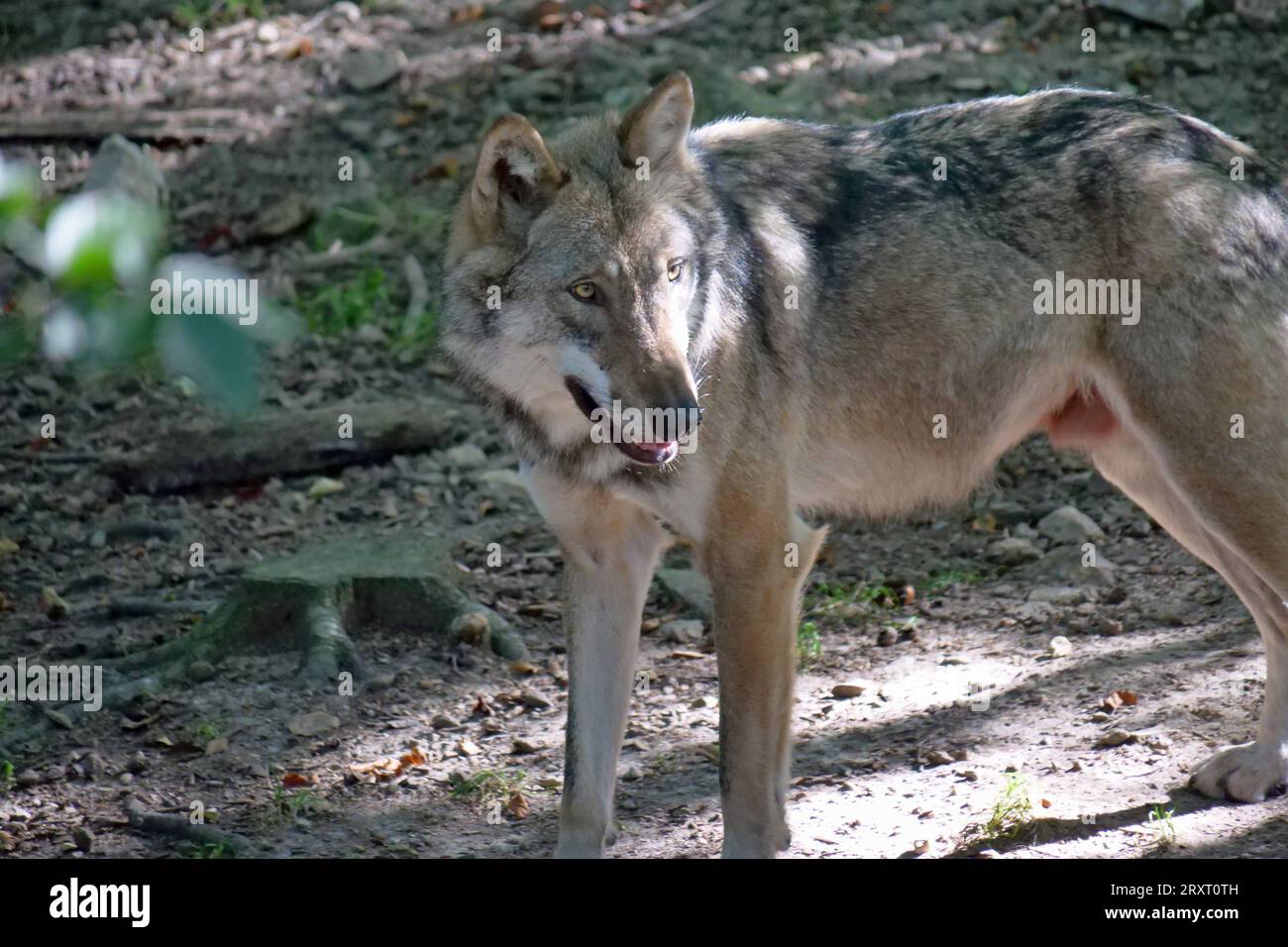 Wolf Europaeischer Grauwolf in Aktion Wolf Grauwolf *** Wolf European ...