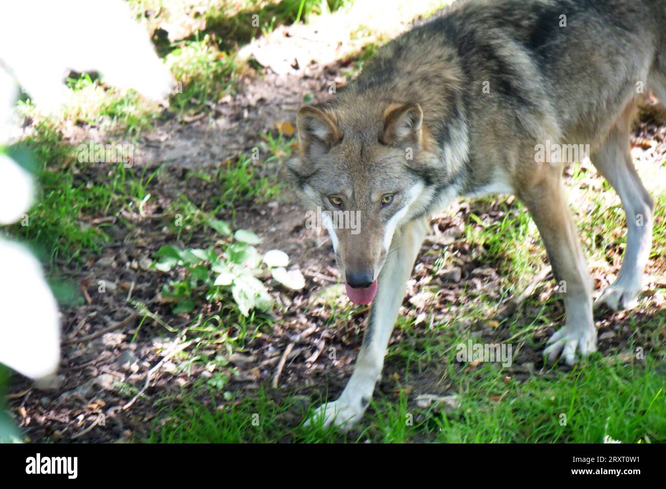 Wolf Europaeischer Grauwolf in Aktion Wolf Grauwolf *** Wolf European ...