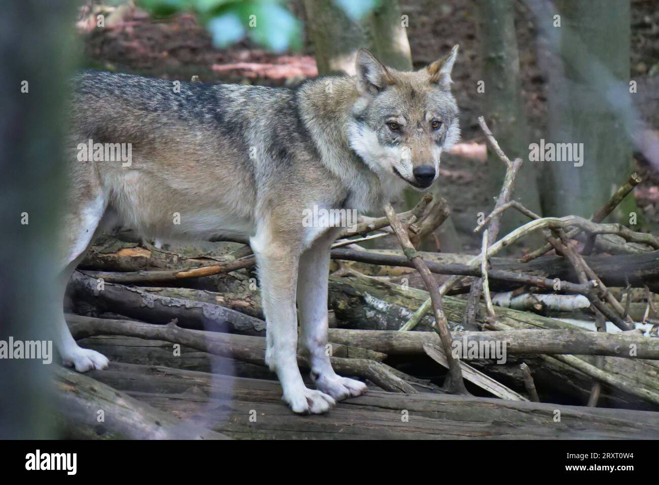 Europaeischer grauwolf hi-res stock photography and images - Alamy