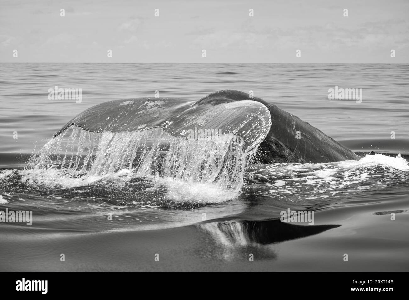 Coastal marine animals hi-res stock photography and images - Alamy