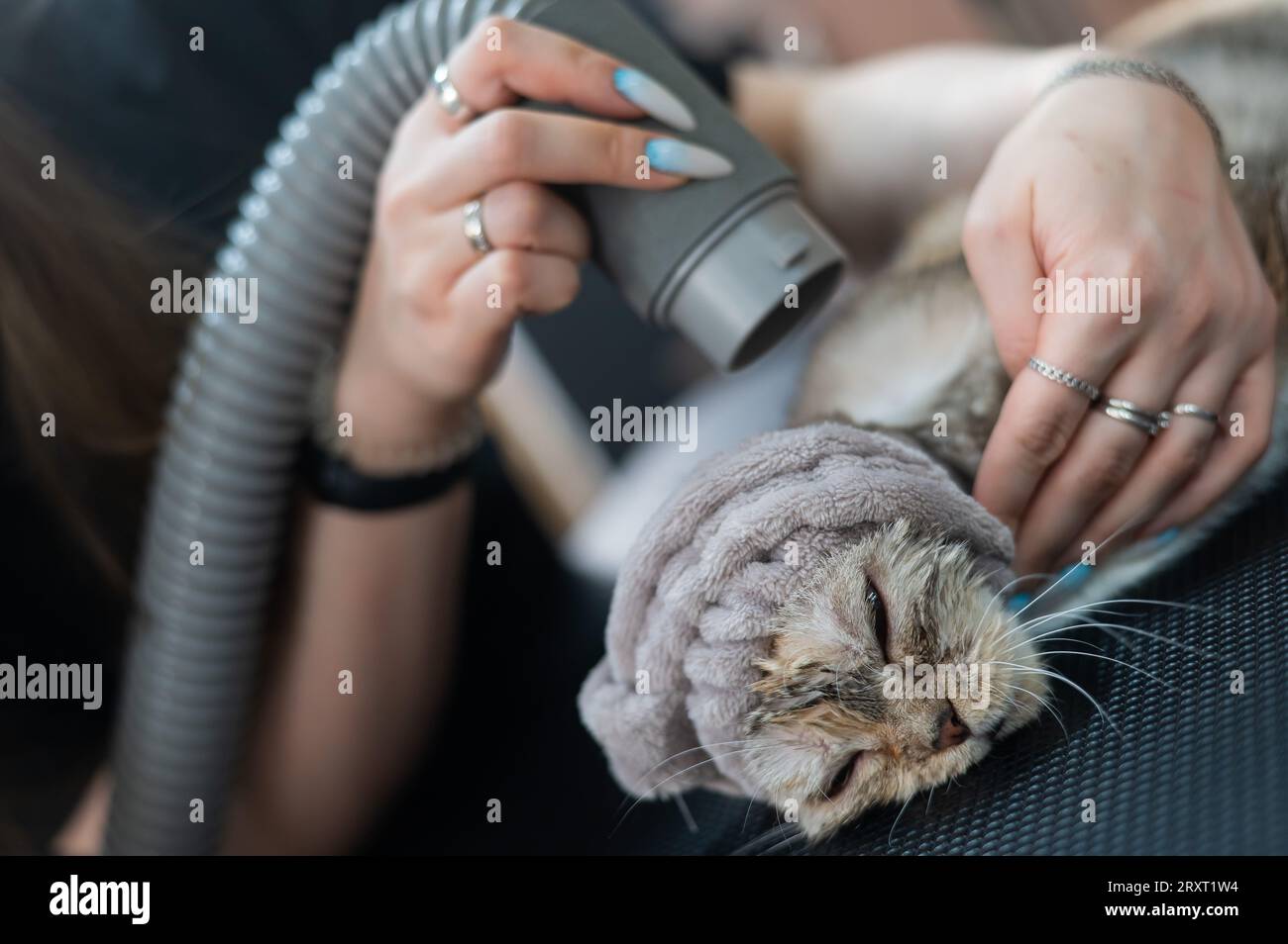 Professional cat washing in grooming hi-res stock photography and ...
