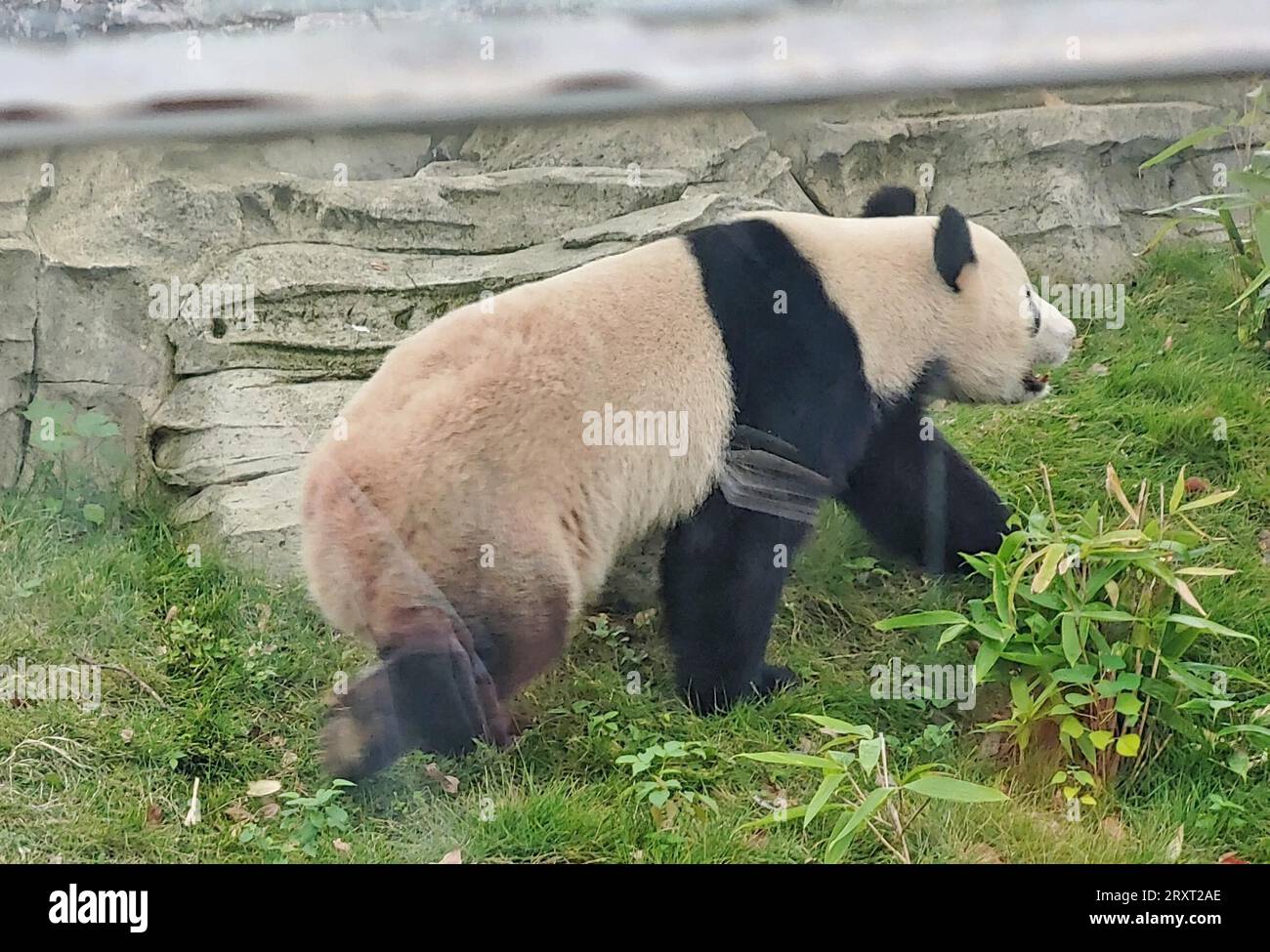 Giant pandas at Wuhan Zoo, Wuhan City, central China's Hubei Province ...