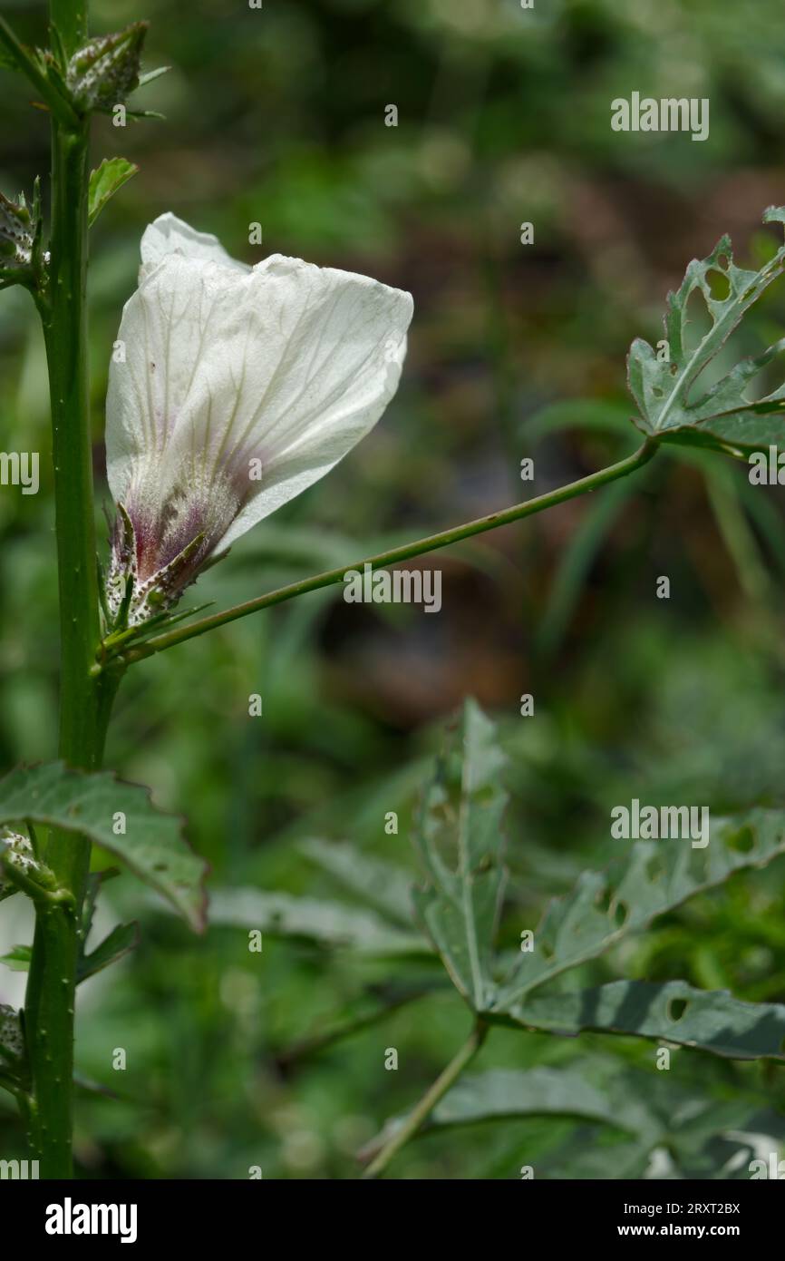 Hedge bindweed flower closeup photo Stock Photo - Alamy