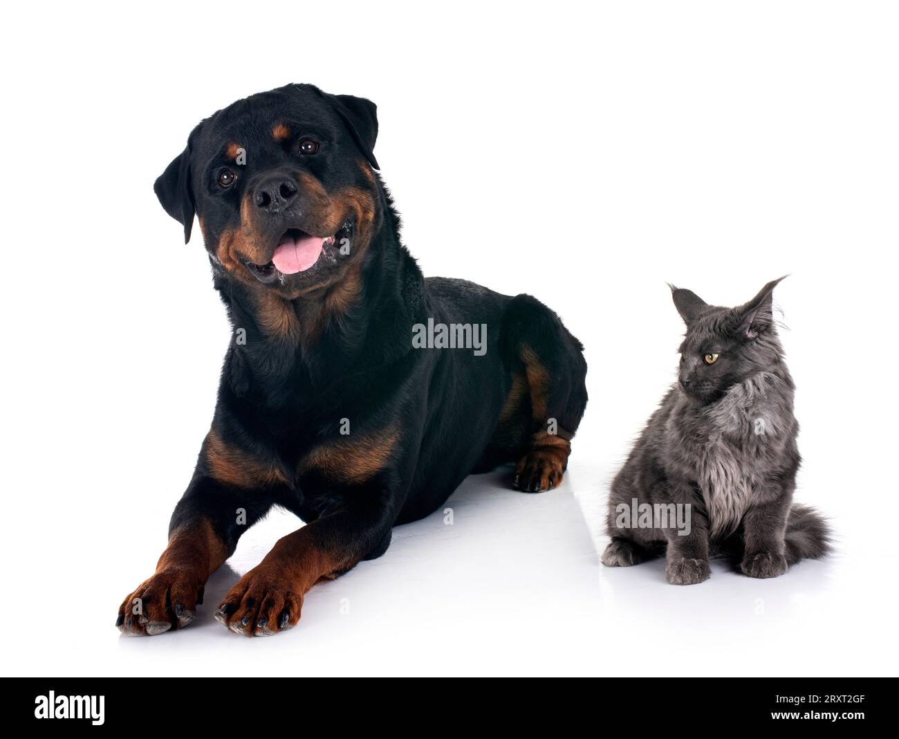 maine coon kitten and rottweiler in front of white background Stock Photo - Alamy