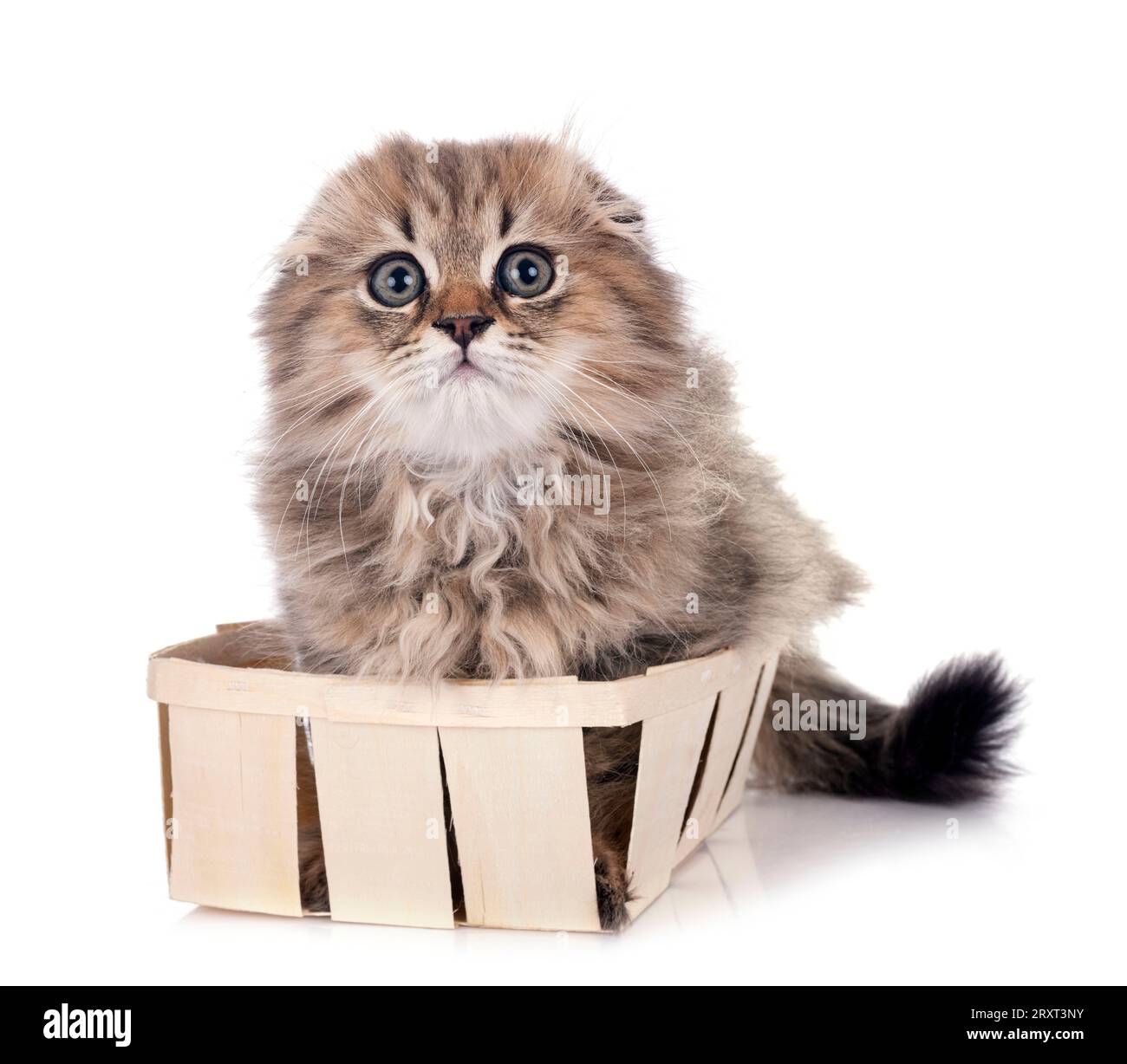 highland fold kitten in front of white background Stock Photo - Alamy