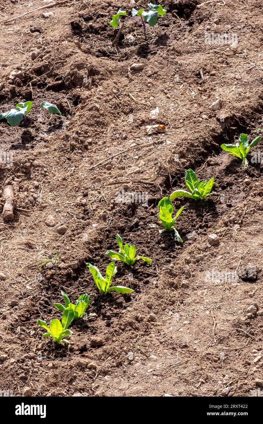 freshly planted new shoots growing in a vegetable garden, plants ...