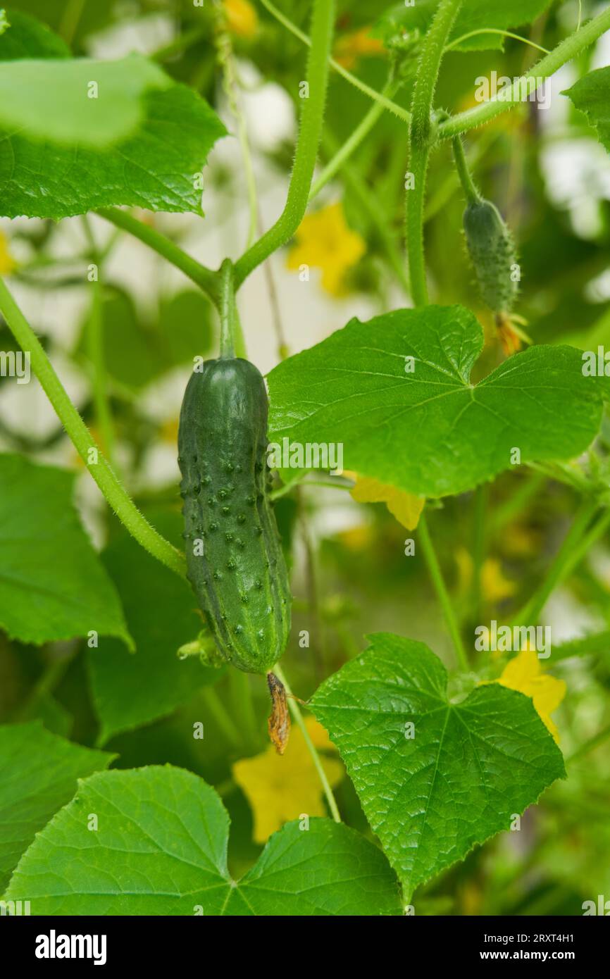 Green cucumbers grown in greenhouse. Harvesting, agriculture and food ...