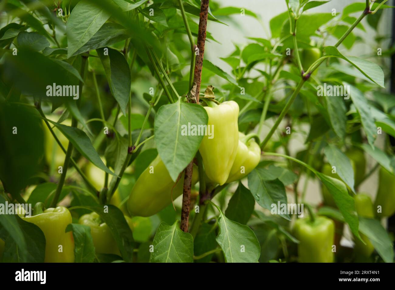 Green peppers grown in a greenhouse. Harvesting, agriculture and food ...