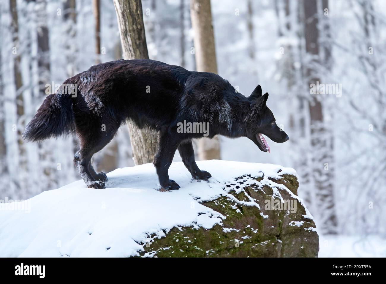 young black wolf dog in a forest in winter Stock Photo - Alamy