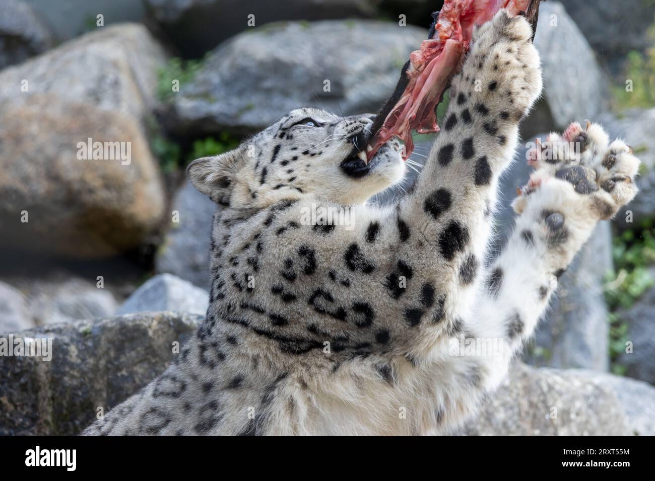 Shen pulls the meat with claws outstretched NORWICH, UK INCREDIBLE ...