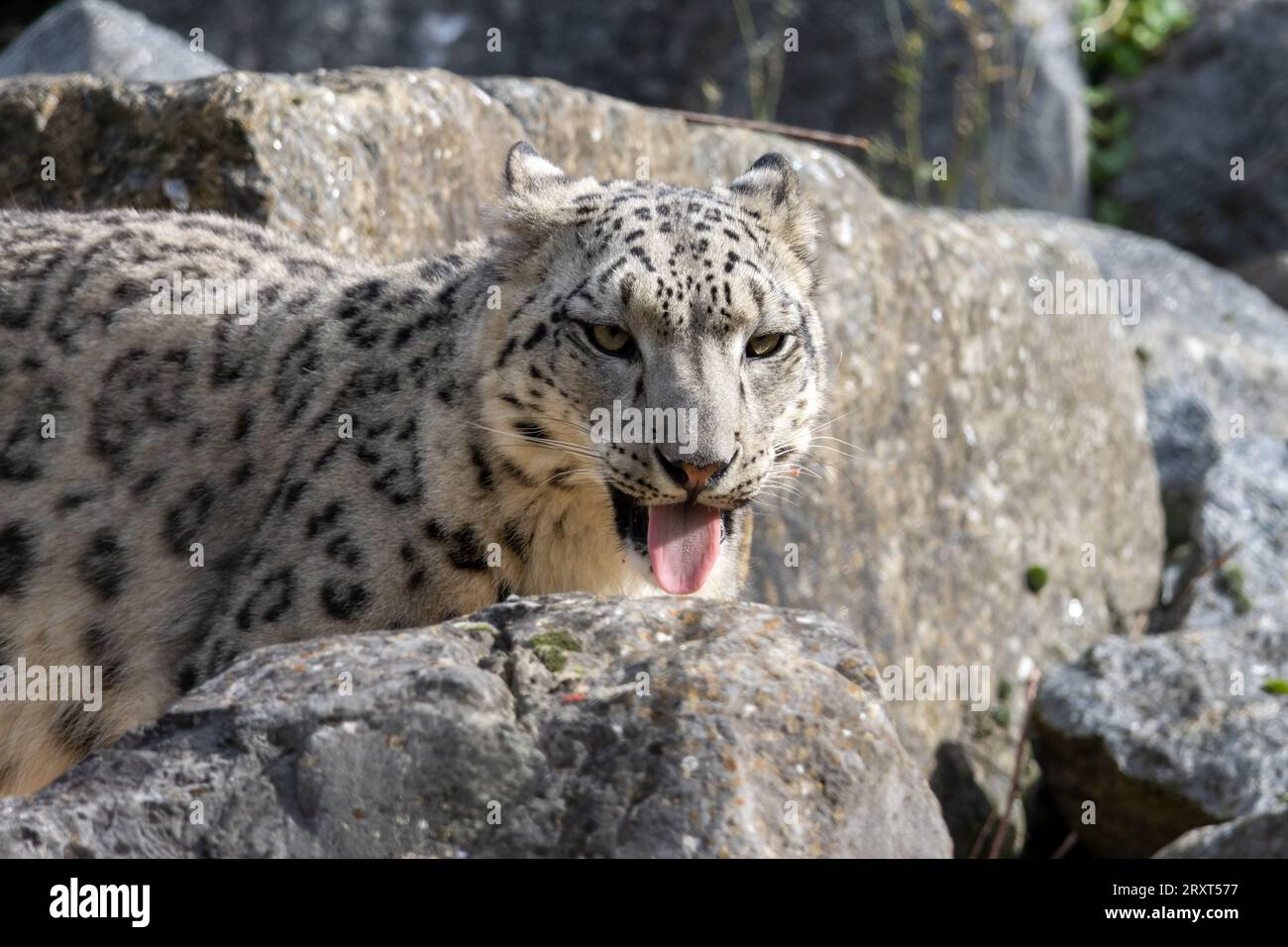Shen is tired out from all the pouncing NORWICH, UK INCREDIBLE IMAGES ...