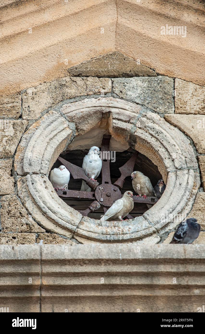 pigeons sheltering in a round stone church window frame pigeons and ...