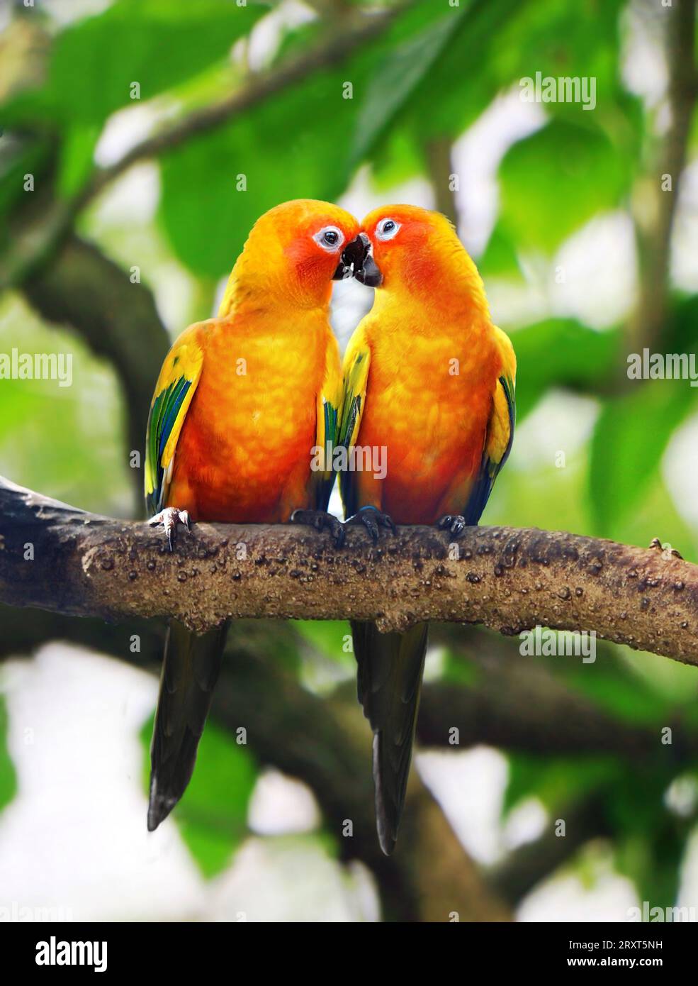 Images Of Love Birds Kissing Lovebirds Preen Each Other, Love Birds