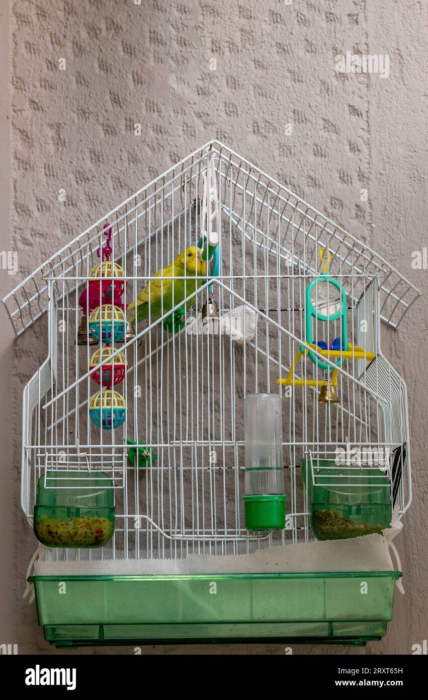 budgerigar in a cage. caged bird. pet bird. pet caged budgie Stock ...
