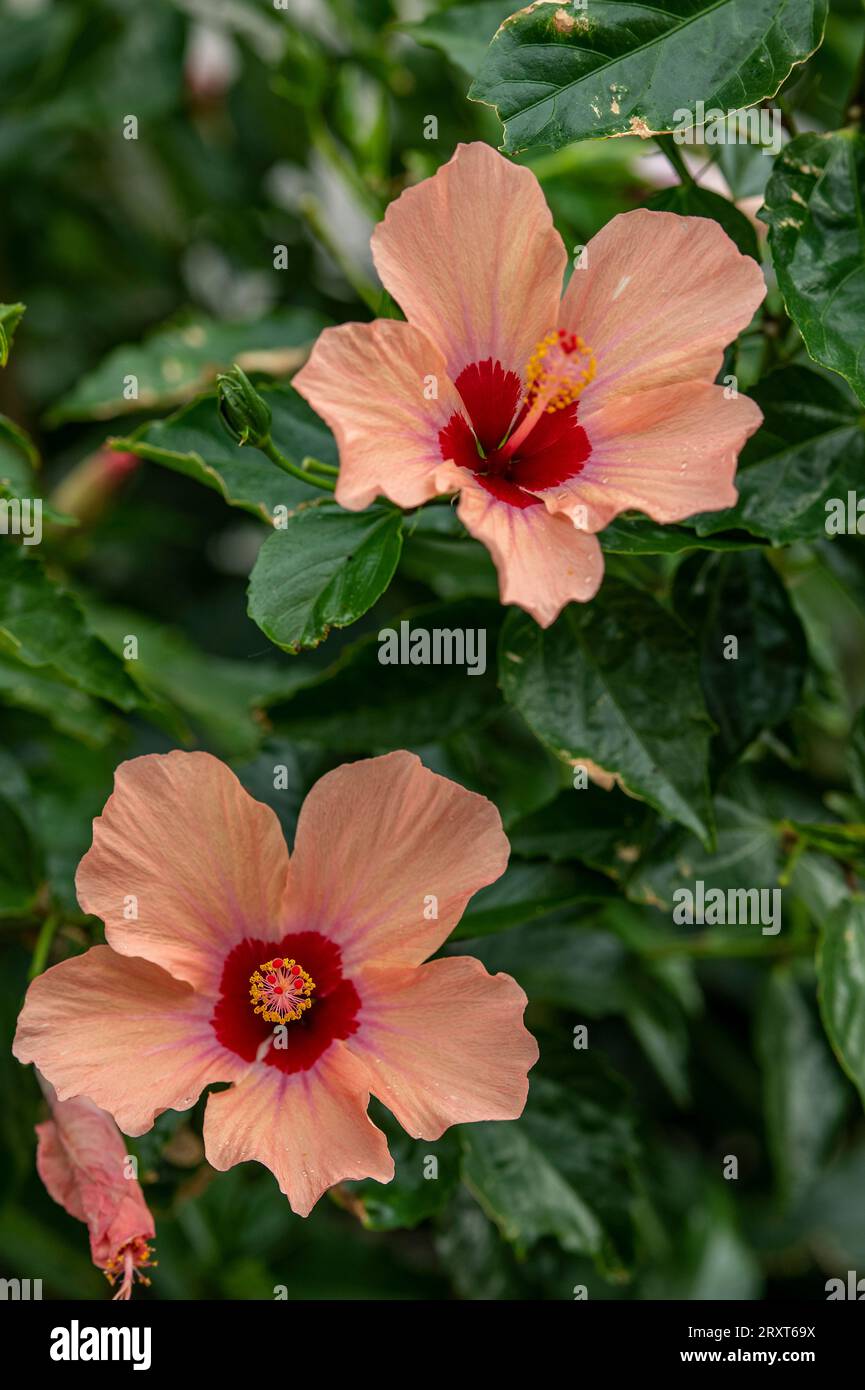 hibiscus flowers growing in greek garden with green foliage Stock Photo ...