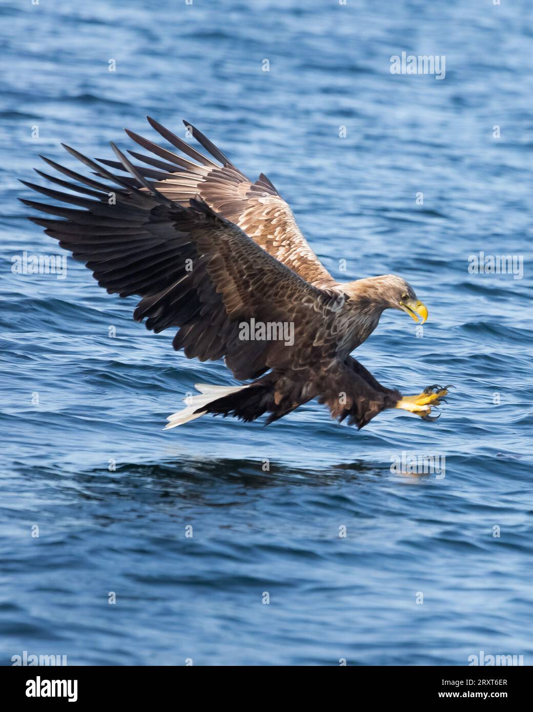 white tailed egale Stock Photo - Alamy