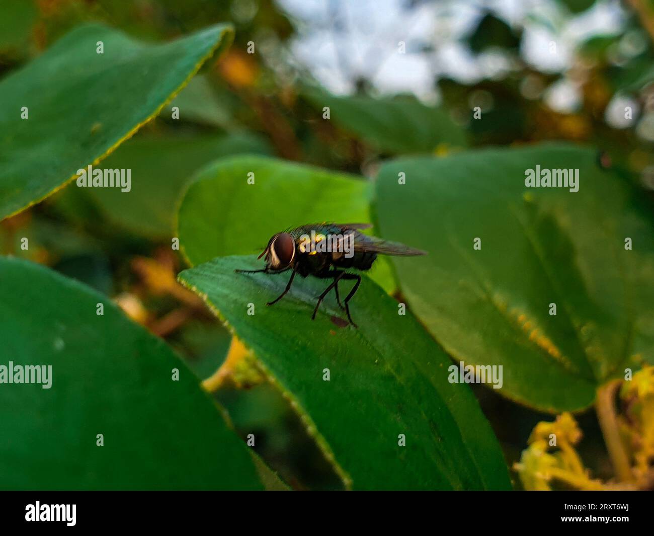Flies landing on tree leaves Stock Photo - Alamy