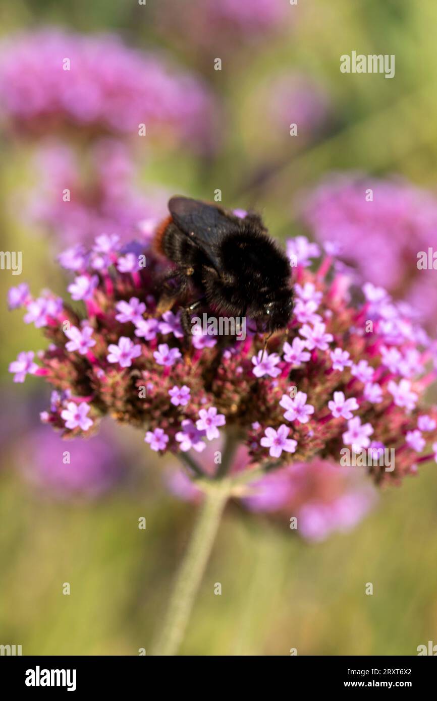 Natural close up environmental portrait of Bee foraging on Verbena ...