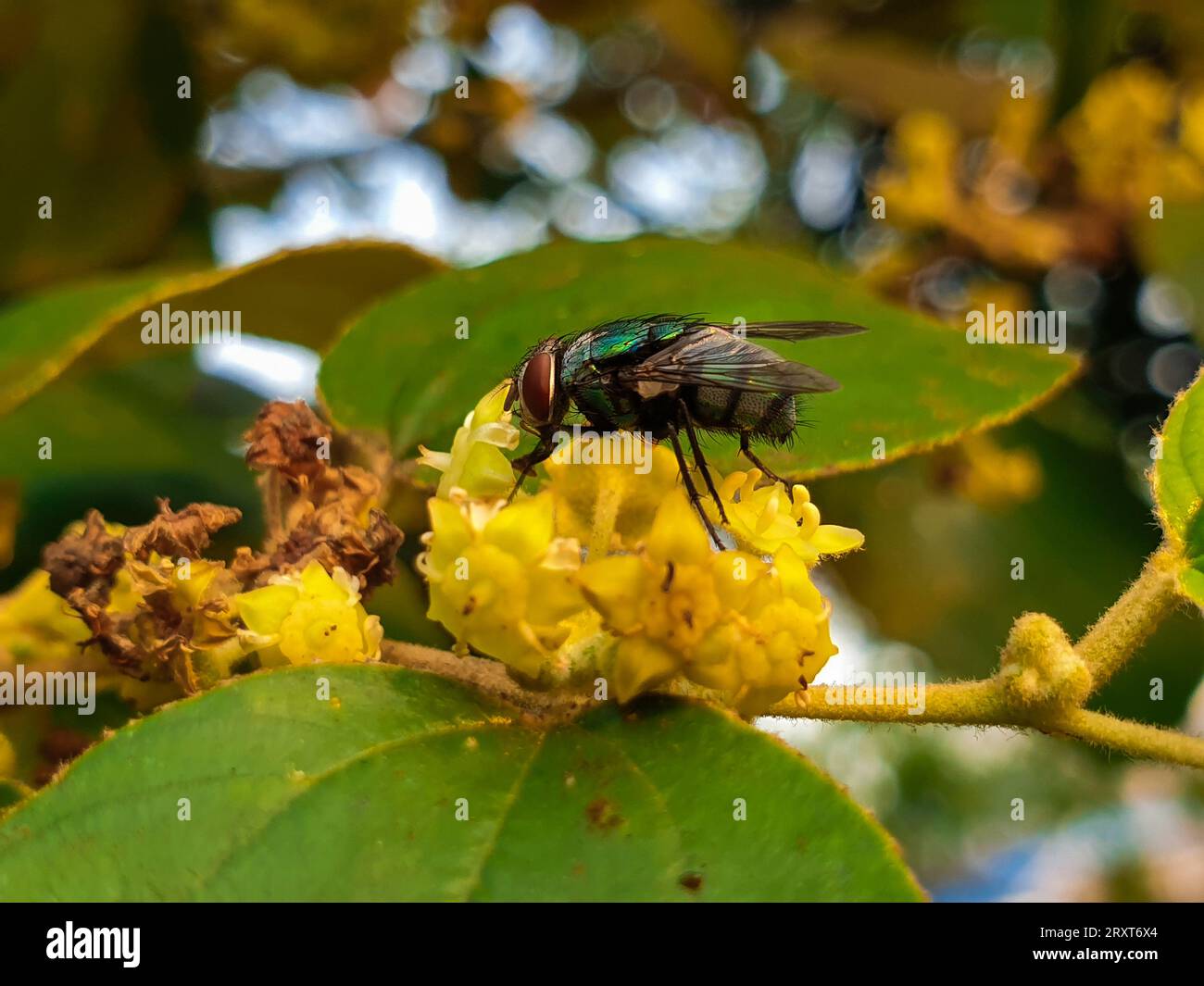 Dead cluster flies hi-res stock photography and images - Alamy
