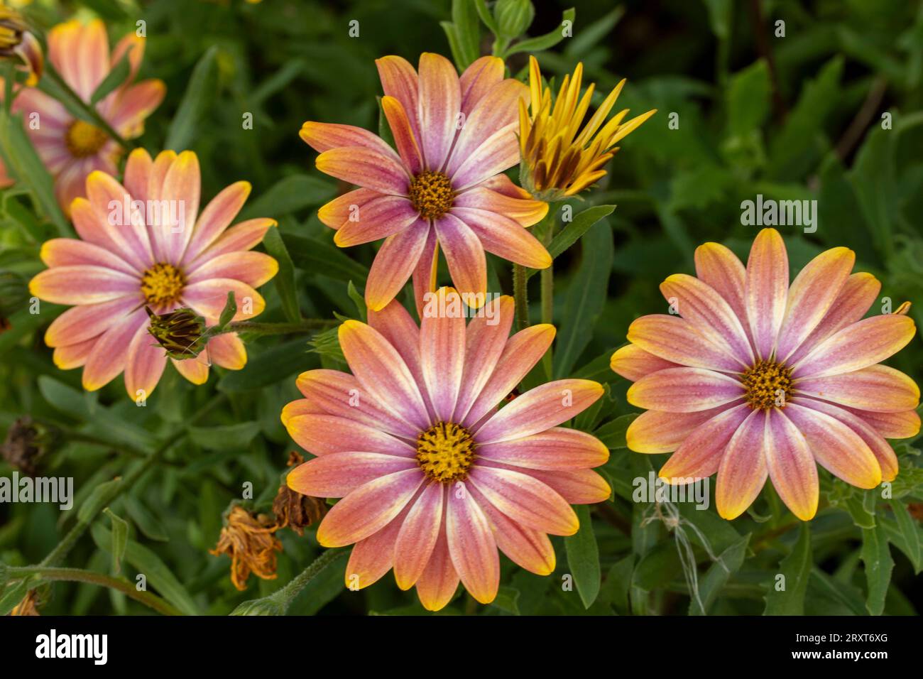 Natural close up flowering plant portrait of sweetly gorgeous ...