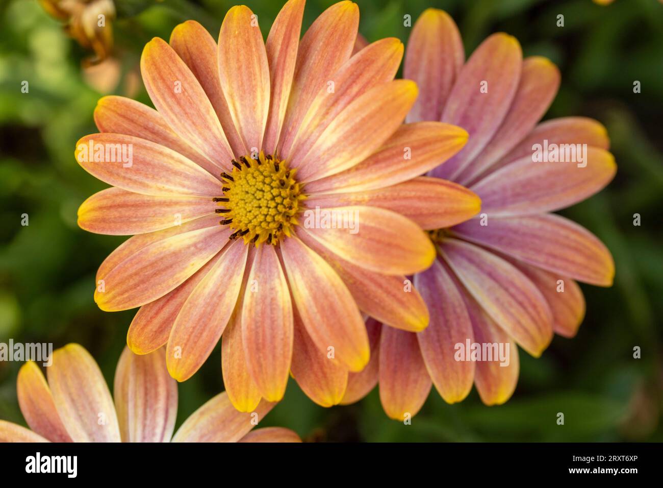 Natural close up flowering plant portrait of sweetly gorgeous ...
