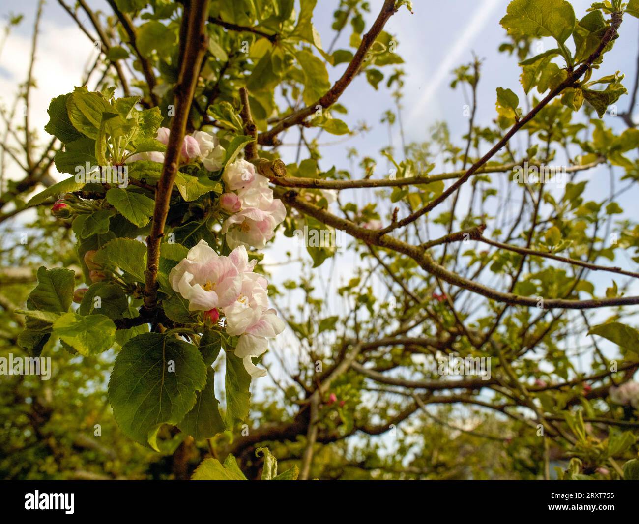 Natural semi close up environmental plant portrait showing intimate ...